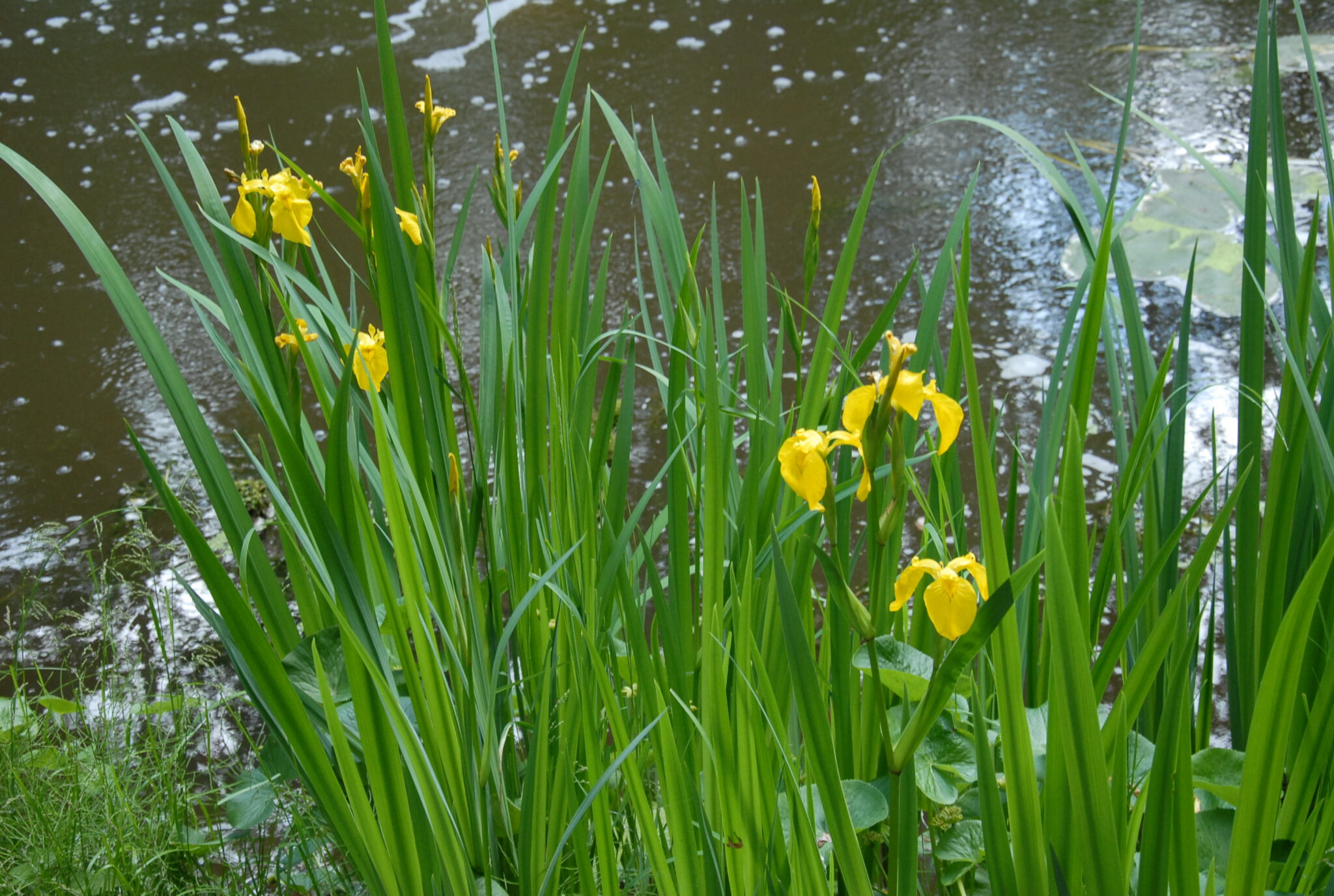 Prohibited Aquatic Plants « aqualinewaterfeatures.com