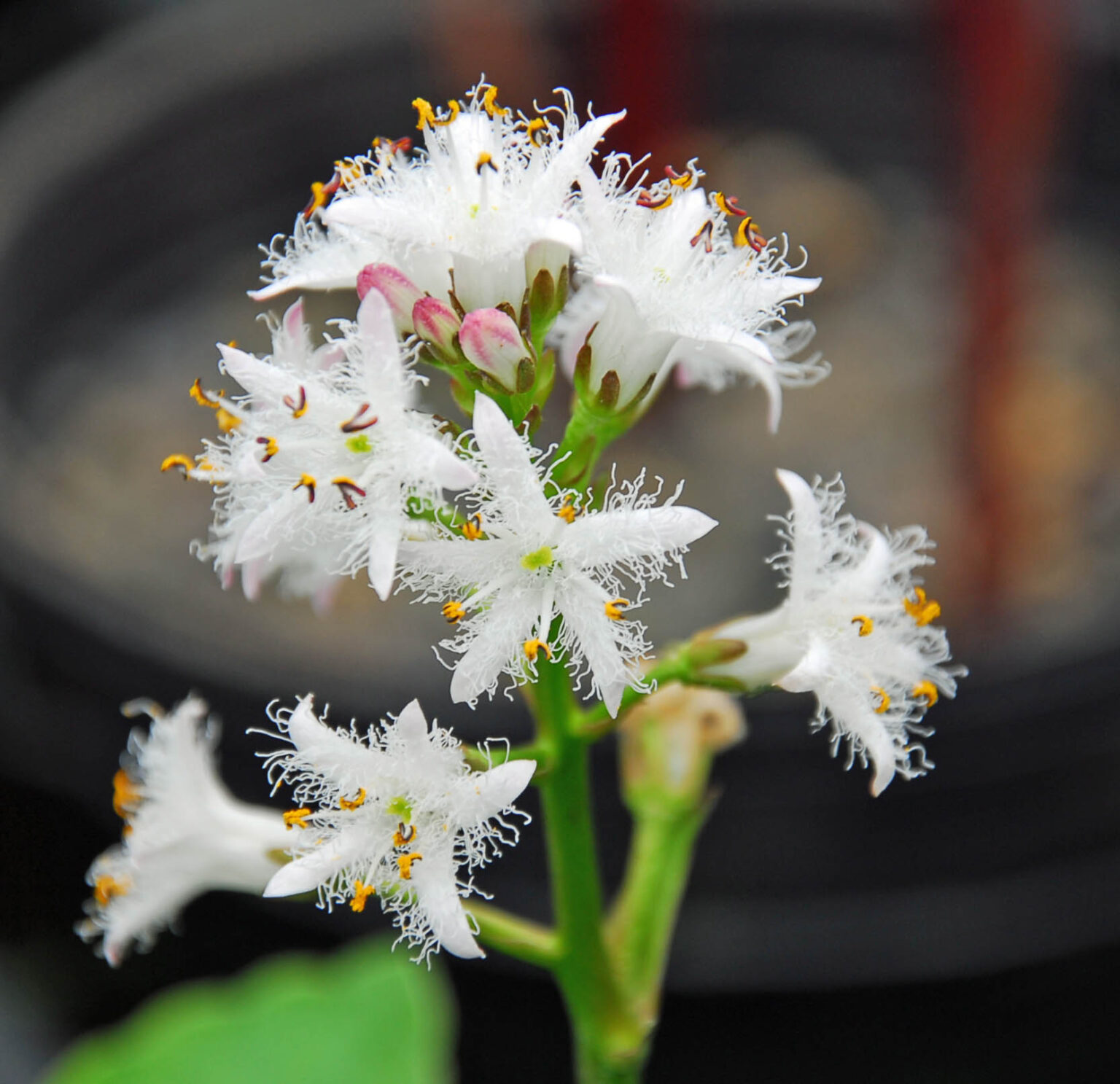 Bog Bean bloom3 « aqualinewaterfeatures.com