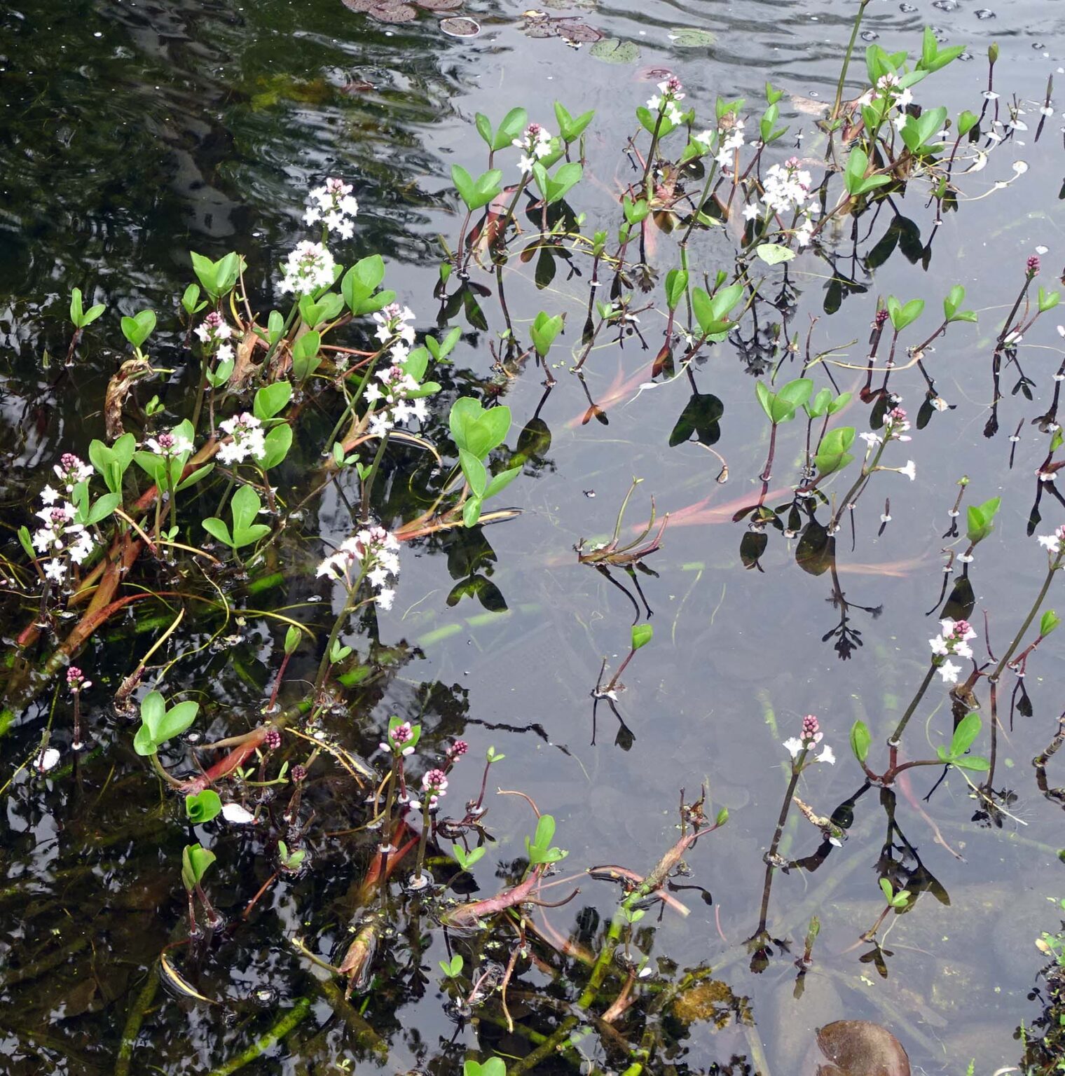 Bog Bean blooms (2) « aqualinewaterfeatures.com