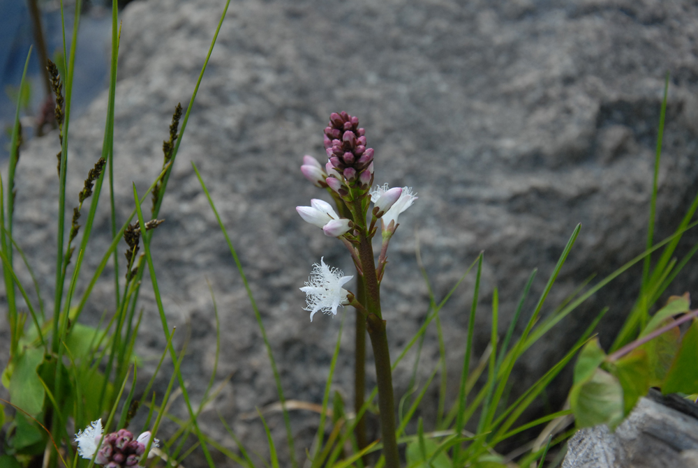Bog bean blossum « aqualinewaterfeatures.com