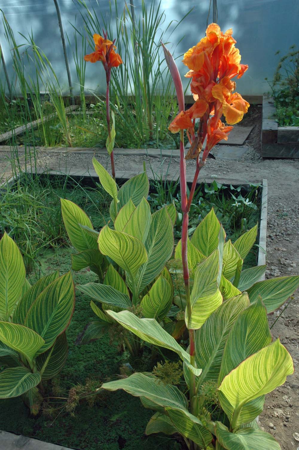 Canna ‘Bengal Tiger Blossums (1) « aqualinewaterfeatures.com
