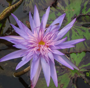 Tropical Waterlilies « aqualinewaterfeatures.com