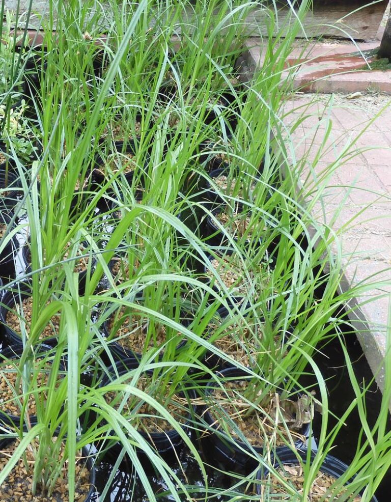 Green Bulrush « aqualinewaterfeatures.com