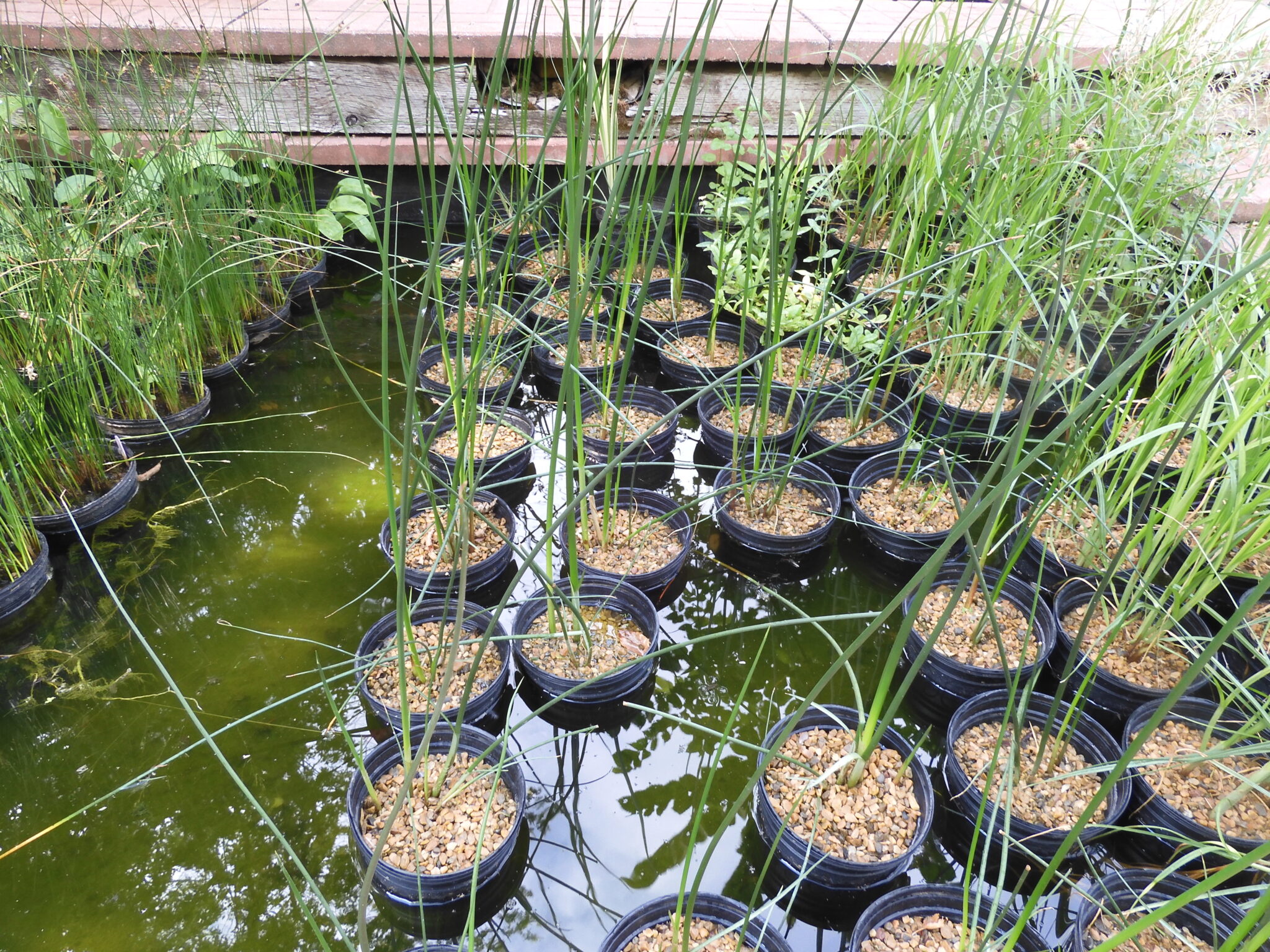 Marginal Aquatic Plants « aqualinewaterfeatures.com