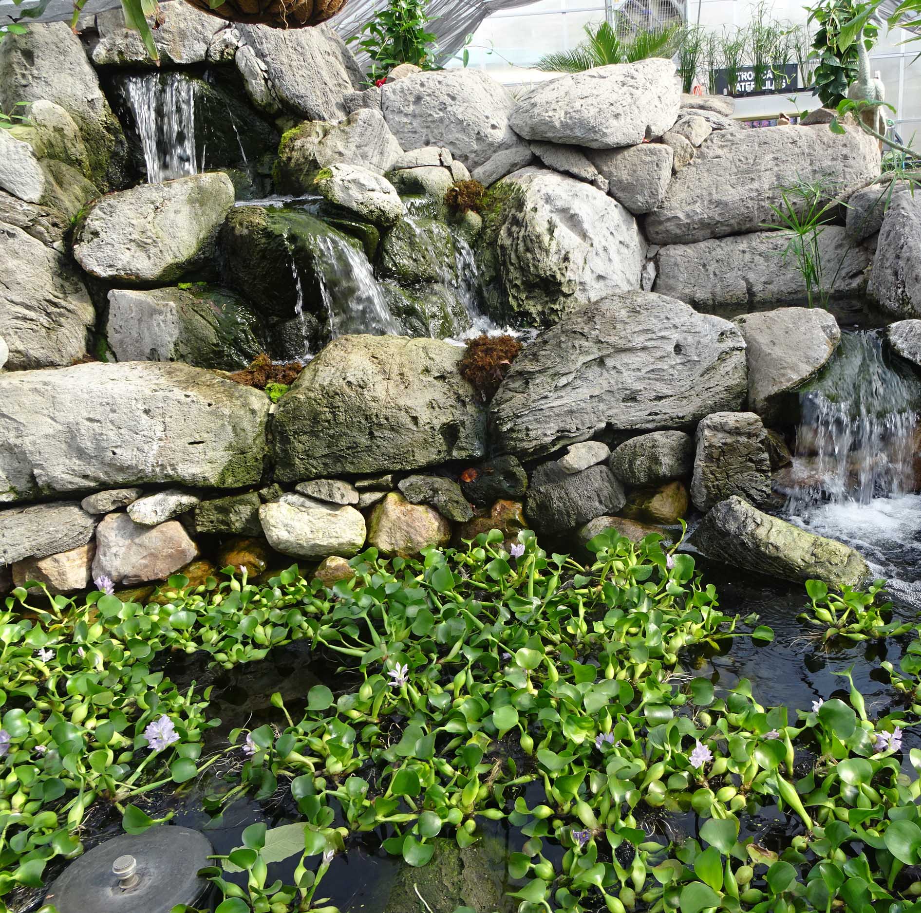 Hyacinths in Feather rock falls « aqualinewaterfeatures.com