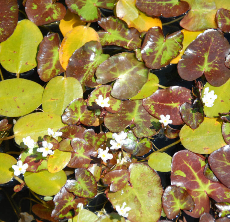 Varigated Water Snowflake « aqualinewaterfeatures.com