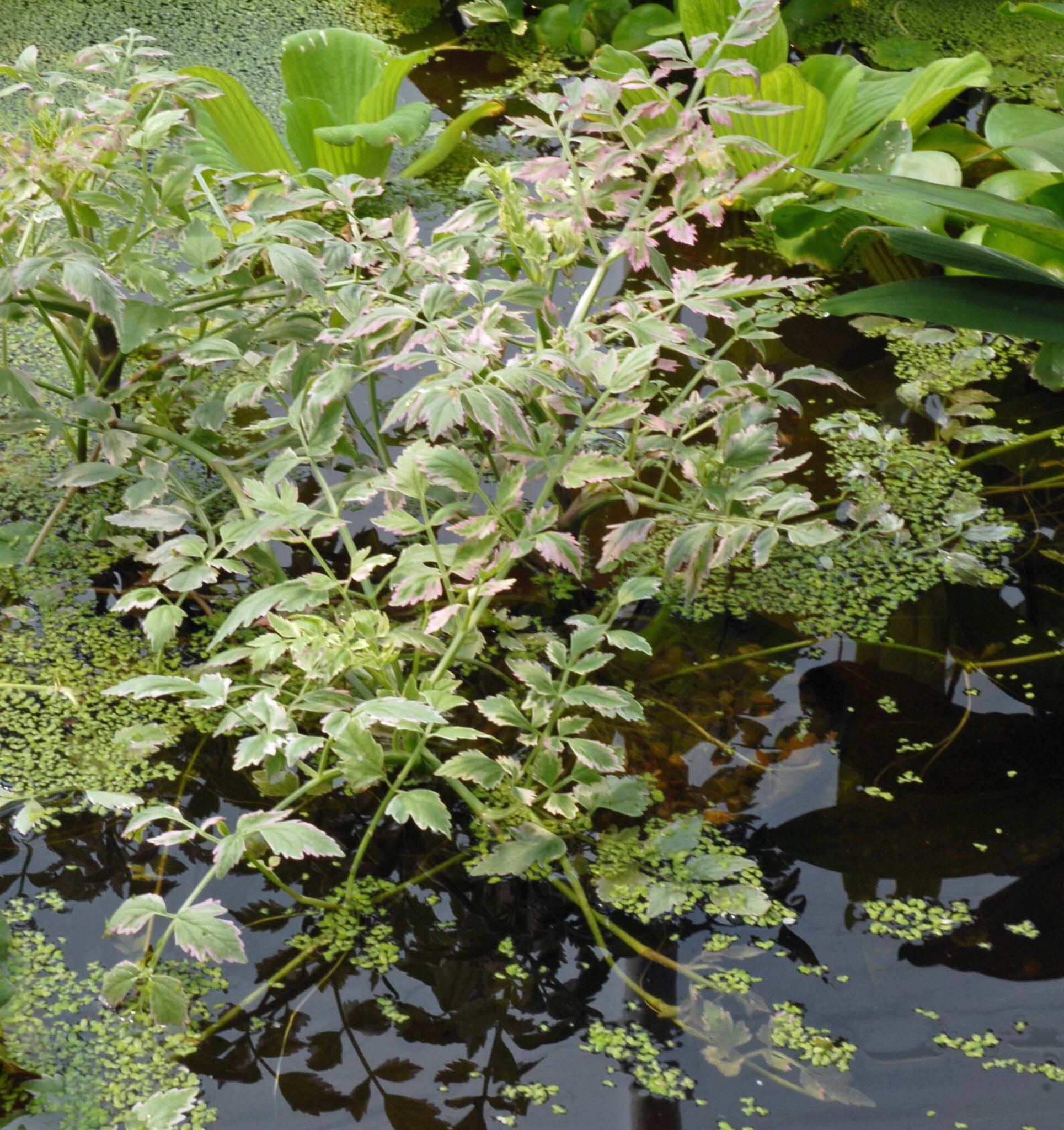 Water celery (1) « aqualinewaterfeatures.com